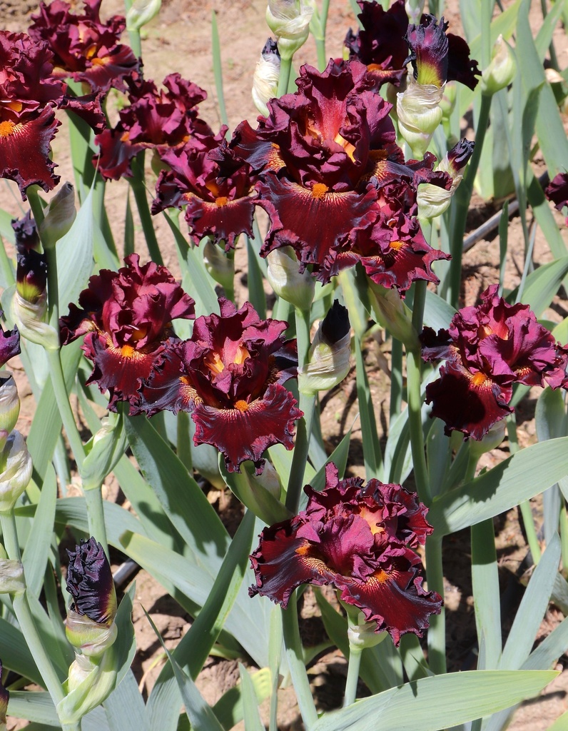 Drop Dead Gorgeous Mid America Garden